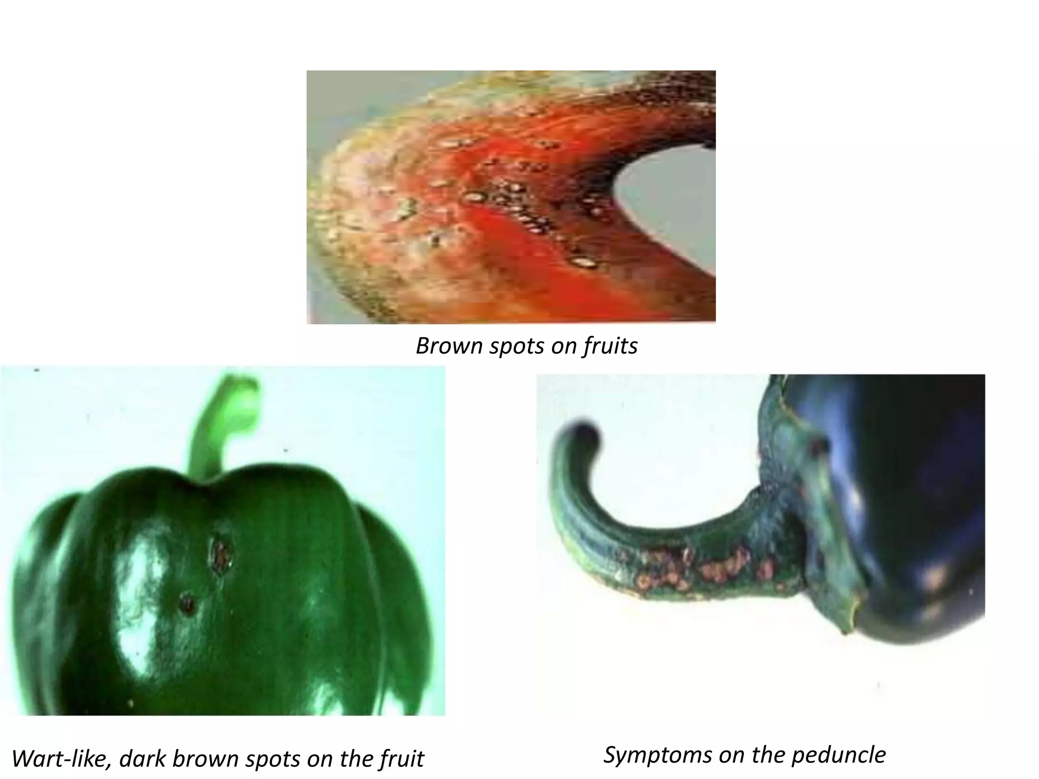 Chilli leaf spots | PPTX