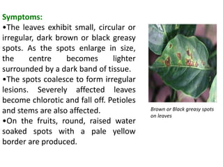 Chilli leaf spots | PPTX