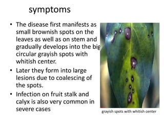 Chilli leaf spots | PPTX