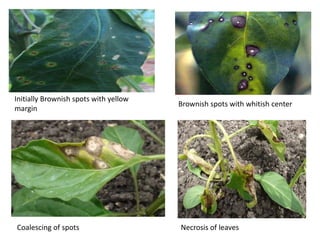Chilli leaf spots | PPTX