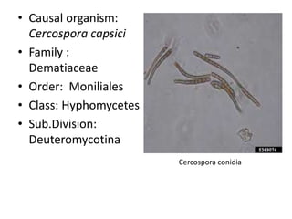 Chilli leaf spots | PPTX