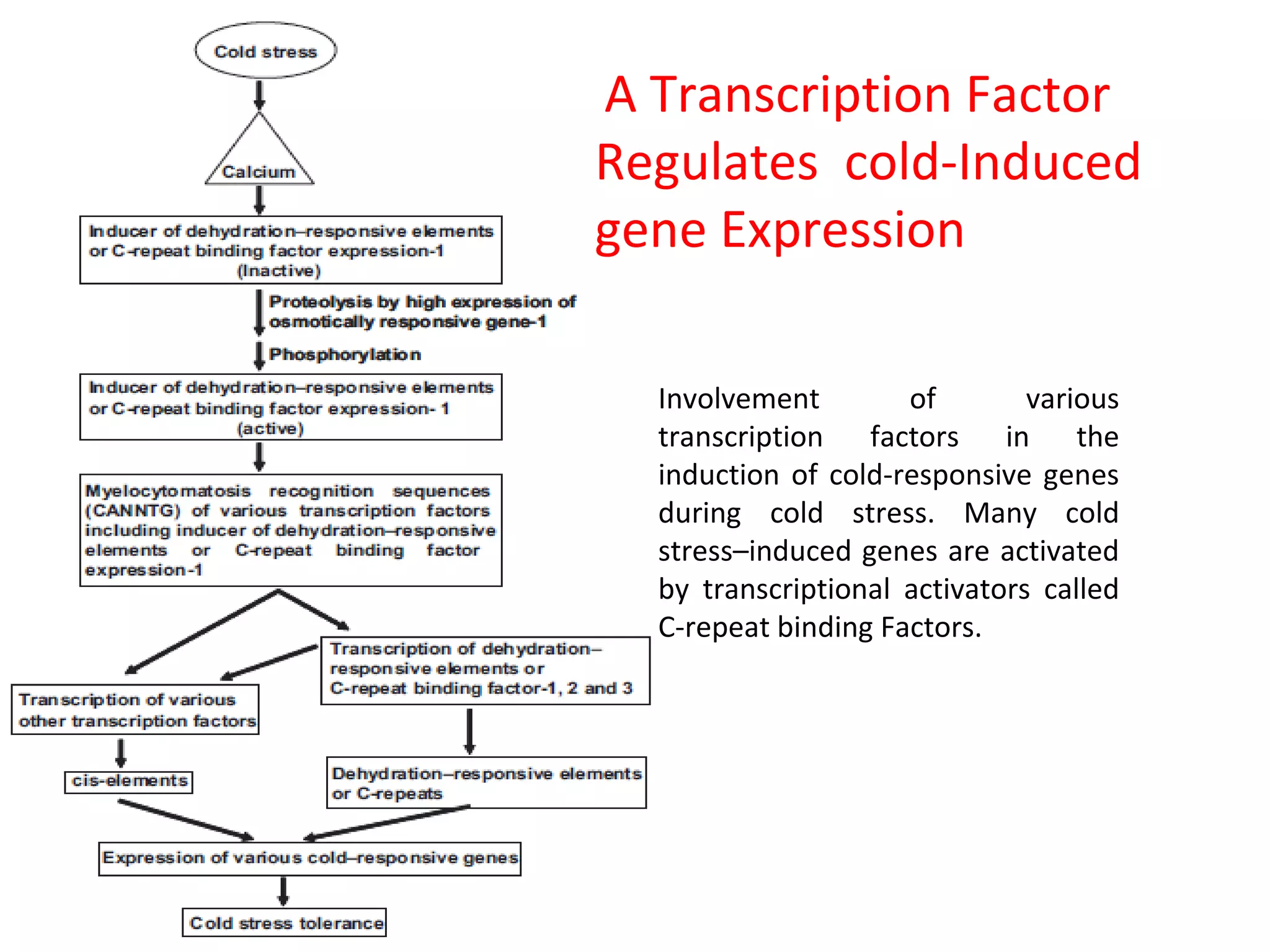 Cold stress in plants | PPT