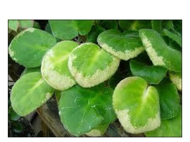 Cold stress in plants | PPT