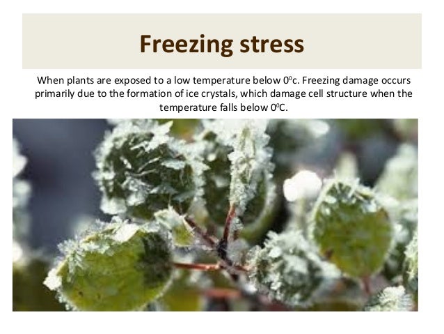 Cold stress in plants