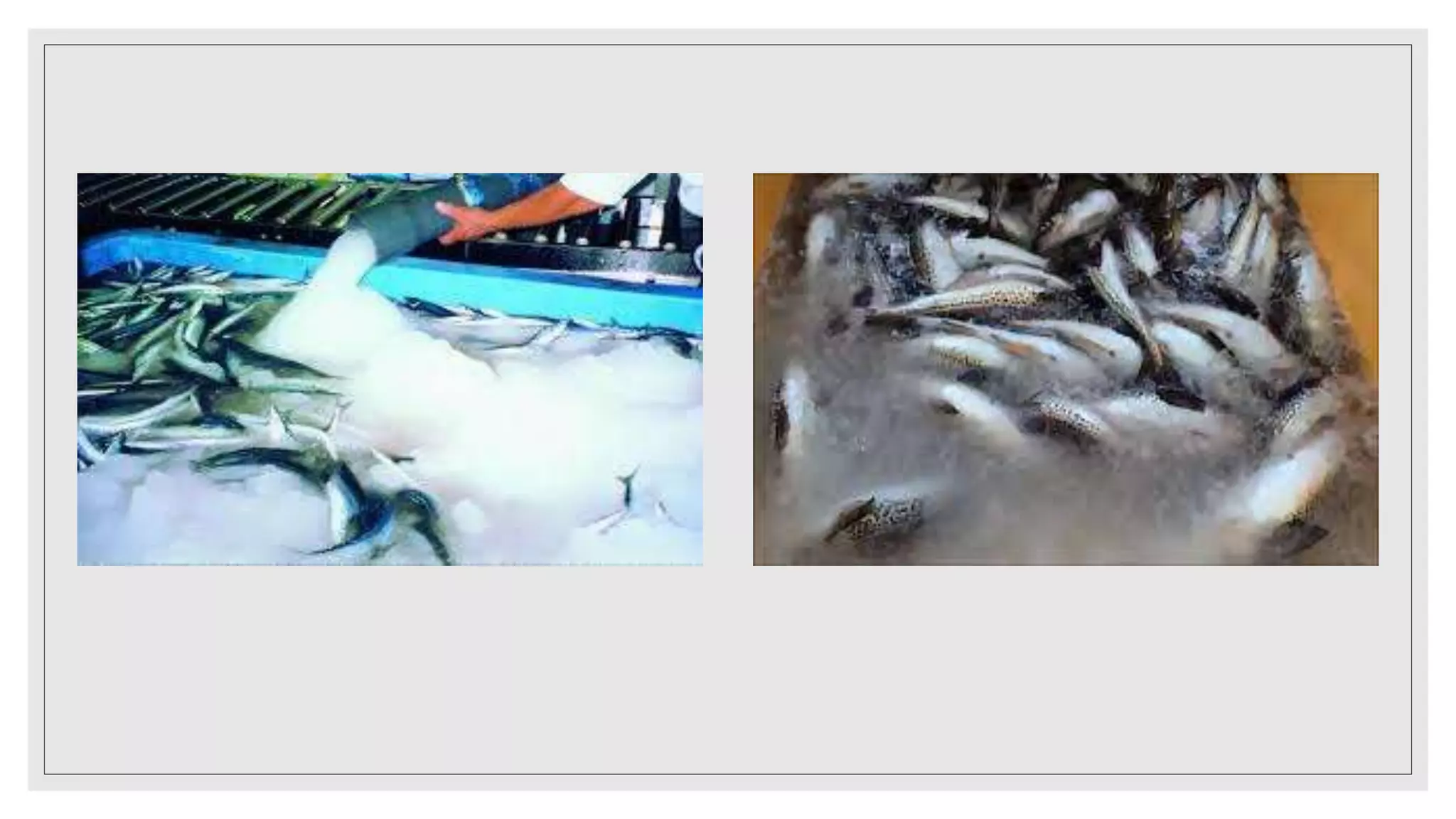 Chilling of fish.pptx