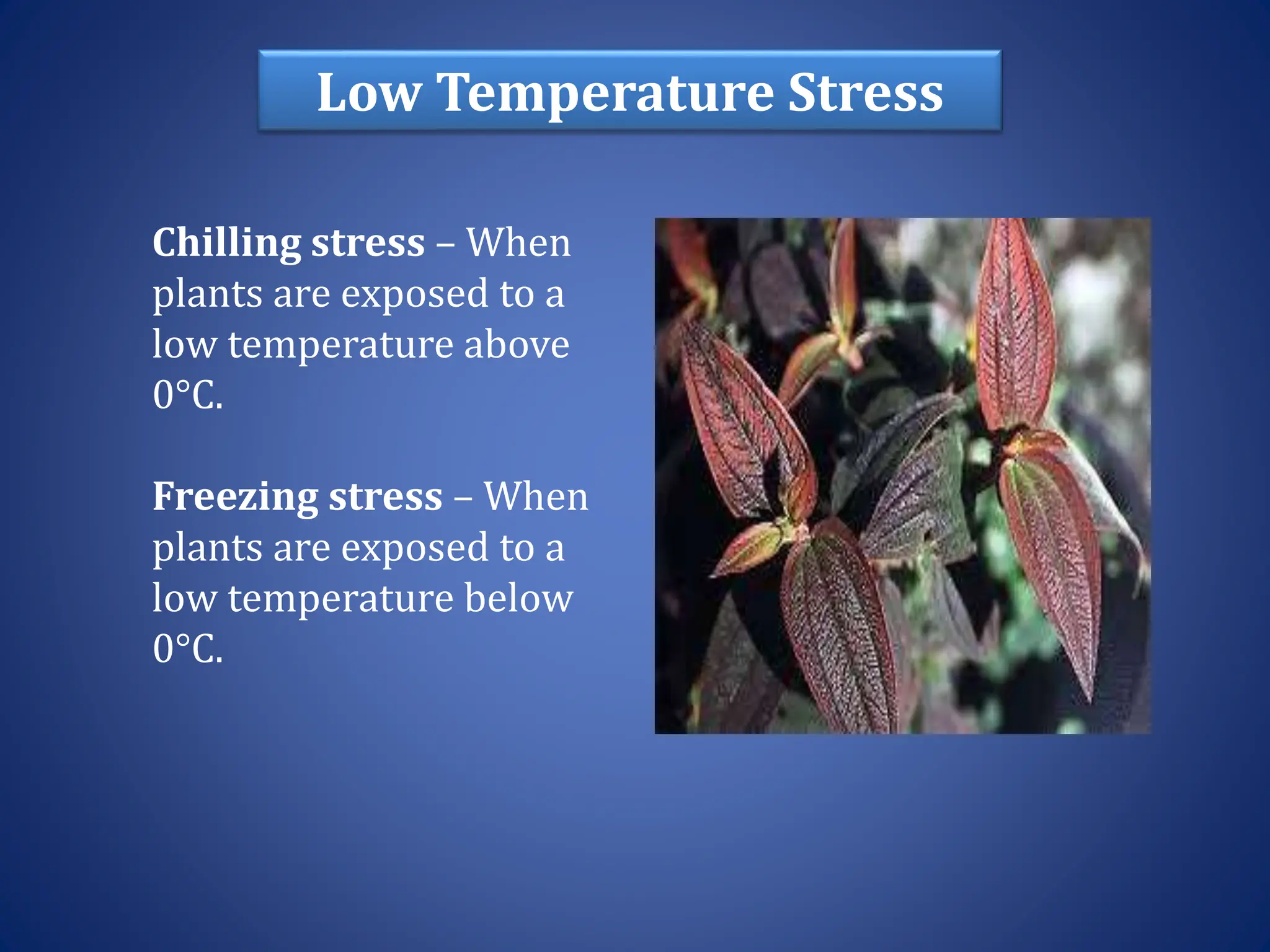 chilling stress, chilling and freezing stress | PPTX