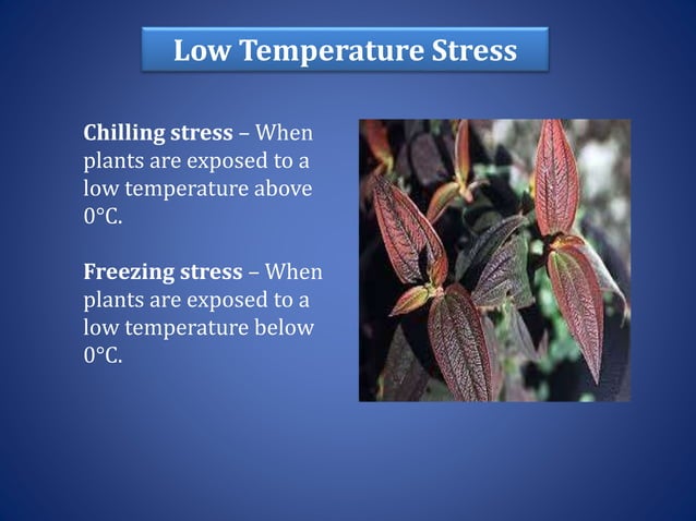 chilling stress, chilling and freezing stress | PPTX | Gardening | Home ...