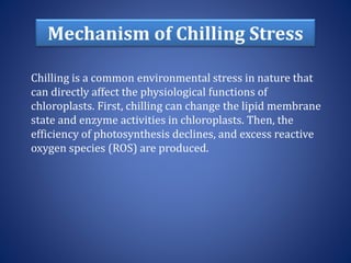 chilling stress, chilling and freezing stress | PPTX