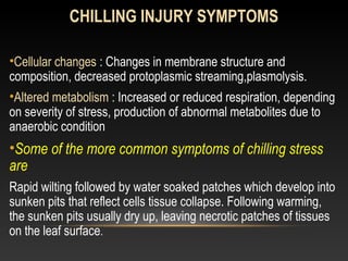 Chilling stress and its effect in plants | PPT