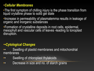 Chilling stress and its effect in plants | PPT