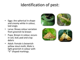 Chilli pepper insects A Lecture By Allah Dad Khan Provincial ...