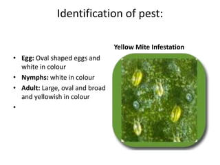 Chilli pepper insects A Lecture By Allah Dad Khan Provincial ...