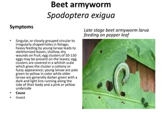 Chilli pepper insects A Lecture By Allah Dad Khan Provincial ...