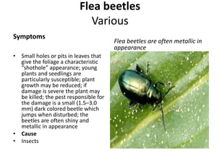 Chilli pepper insects A Lecture By Allah Dad Khan Provincial ...