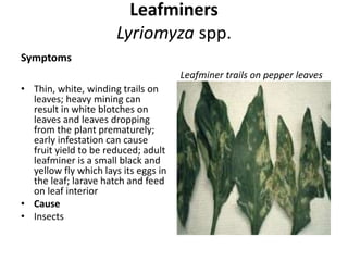 Chilli pepper insects A Lecture By Allah Dad Khan Provincial ...