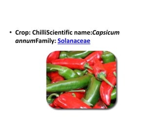 Chilli pepper insects A Lecture By Allah Dad Khan Provincial ...