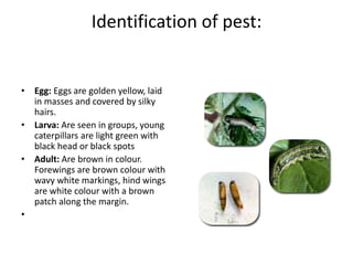 Chilli pepper insects A Lecture By Allah Dad Khan Provincial ...
