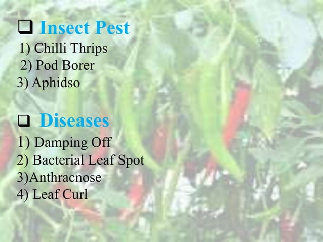 Chilli ppt | PPTX | Agriculture | Industries