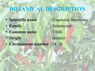 Chilli ppt | PPTX