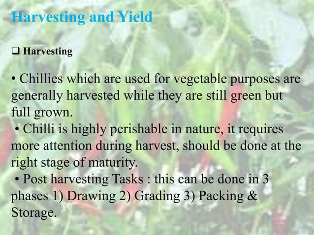 Chilli ppt | PPTX | Agriculture | Industries