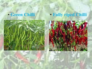 Chilli ppt | PPTX