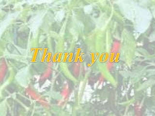 Chilli ppt | PPTX
