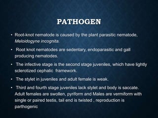CHILLI ROOT KNOT NEMATODE by SC SHABANNAVAR.pptx