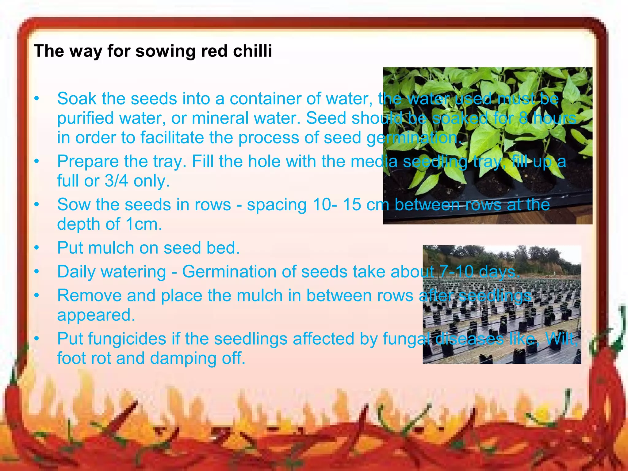 Chilli- crop plantation- management | PPT