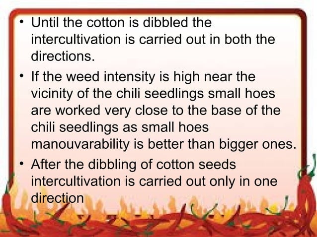 Chilli- crop plantation- management | PPT