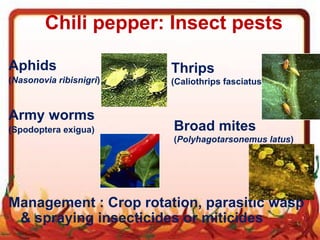 Chilli- crop plantation- management | PPT