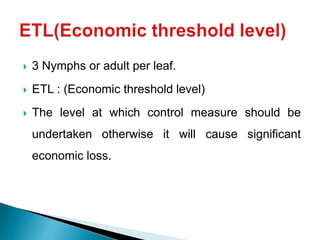 Chilli thrips(RAKESH) | PPTX