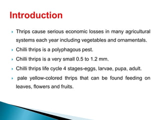 Chilli thrips(RAKESH) | PPTX