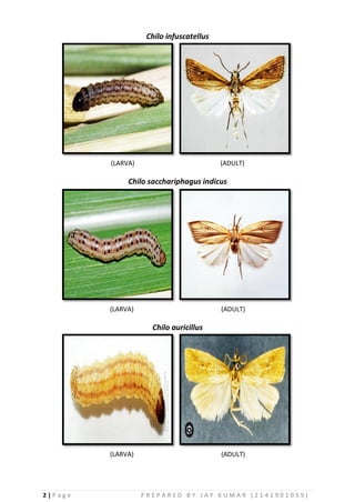 Chilo species | PDF