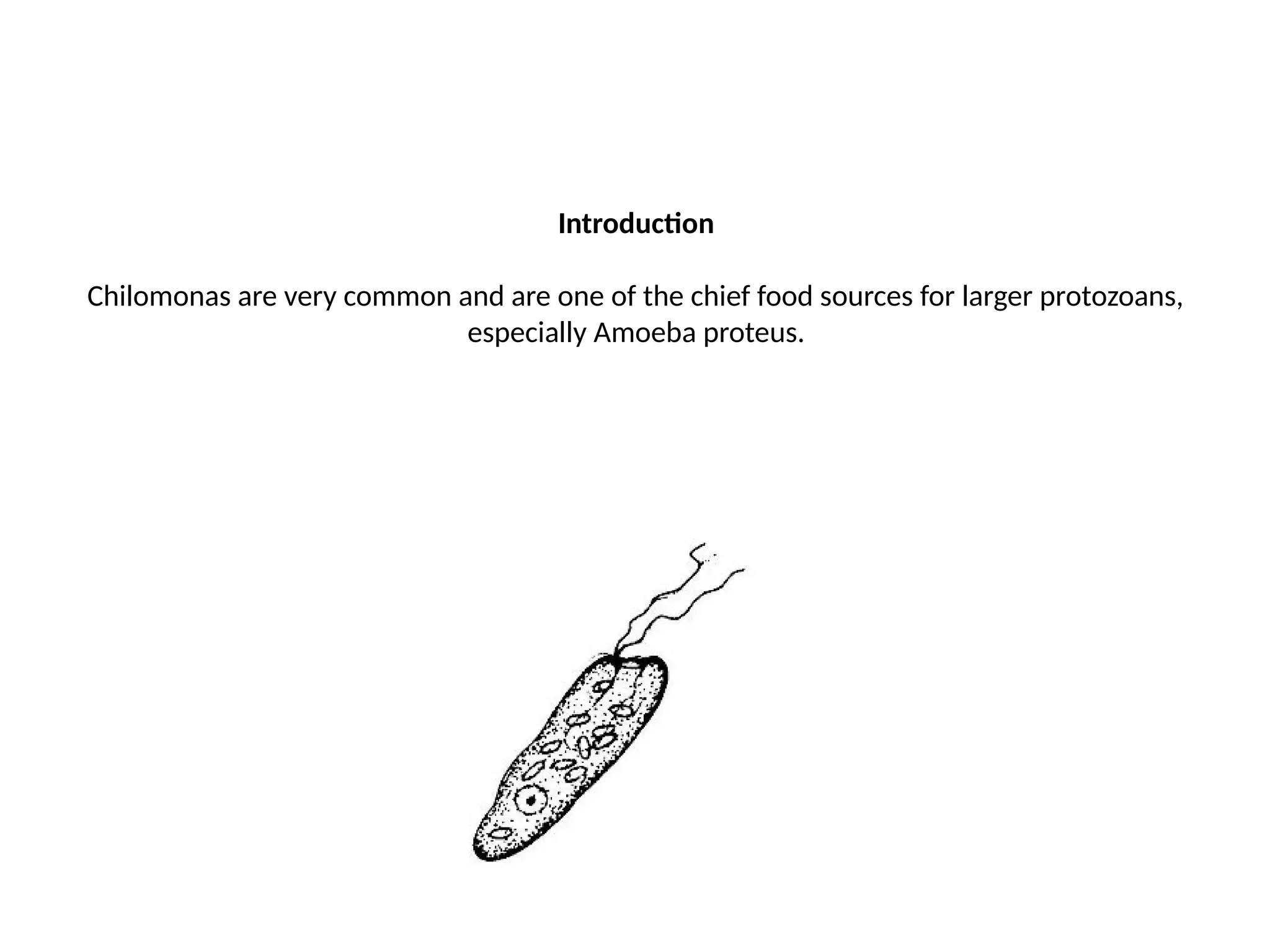 Chilomonas-1.pptx....... . | PPTX