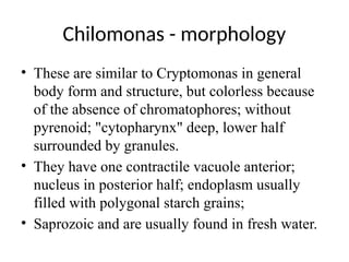 Chilomonas-1.pptx....... . | PPT