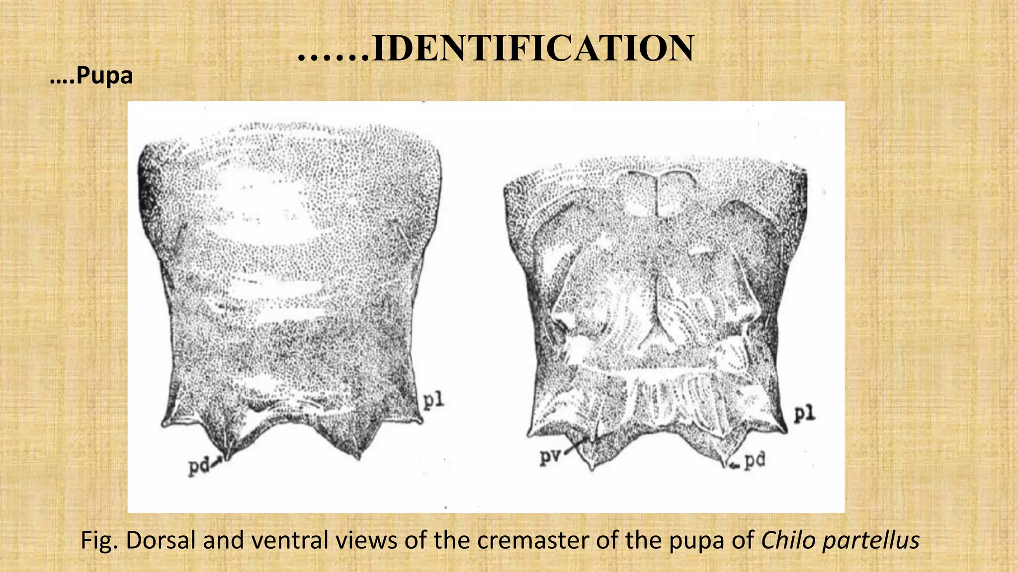 Maize stem borer (Chilo partellus) | PPTX
