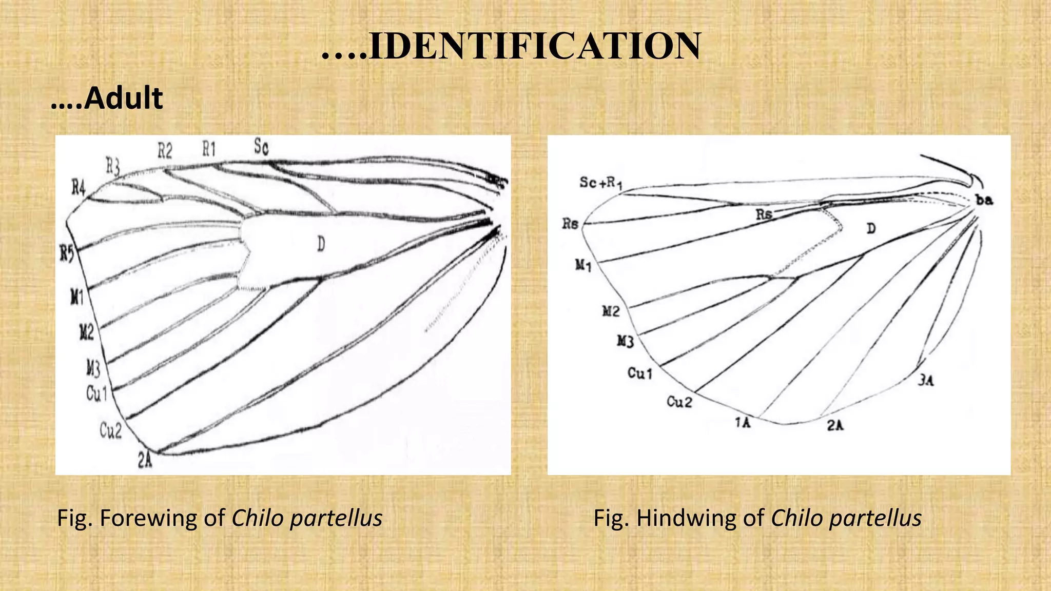 Maize stem borer (Chilo partellus) | PPTX
