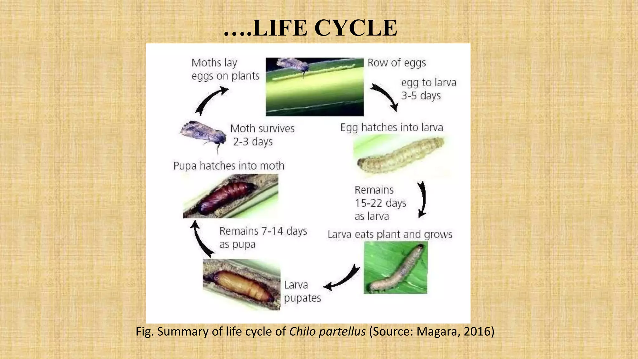 Maize stem borer (Chilo partellus) | PPTX