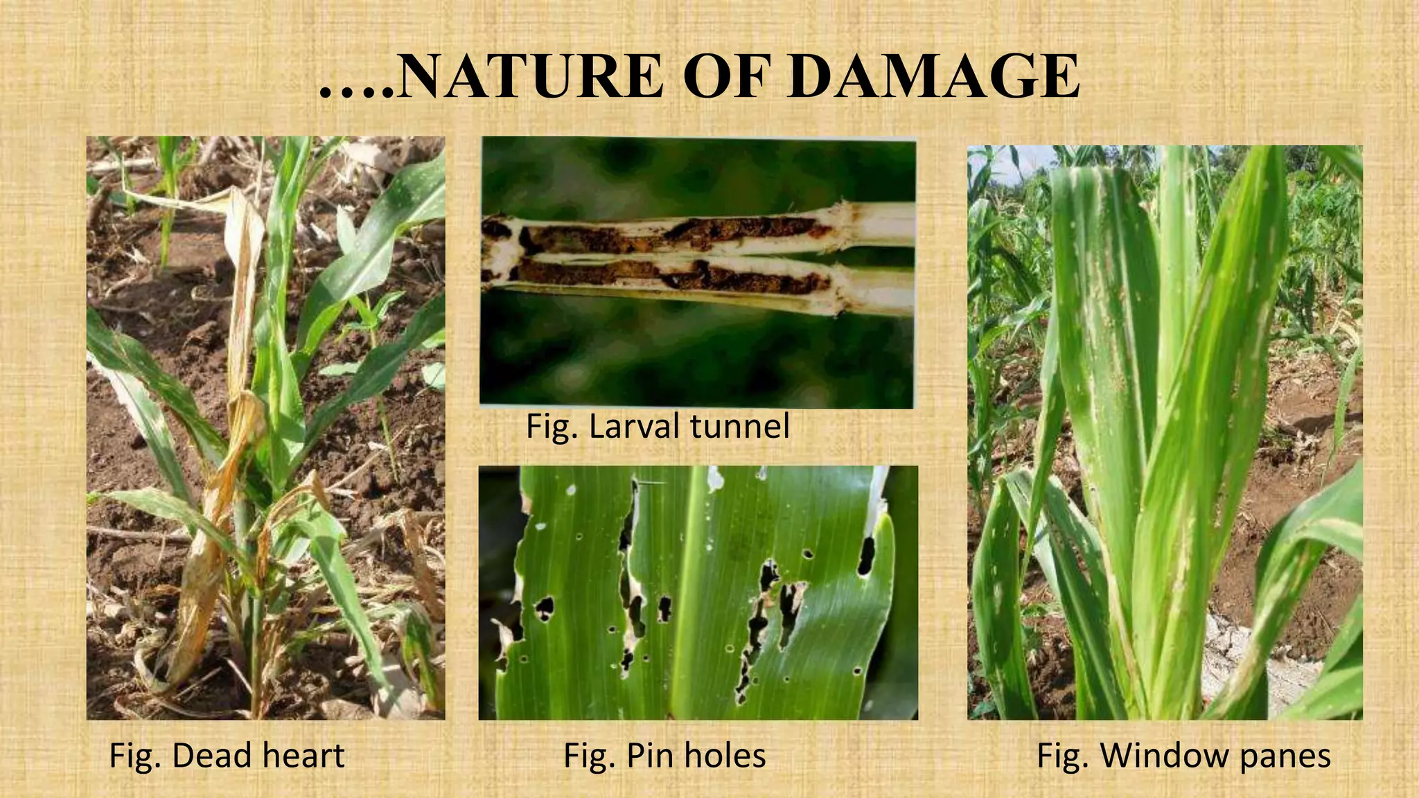 Maize stem borer (Chilo partellus) | PPTX