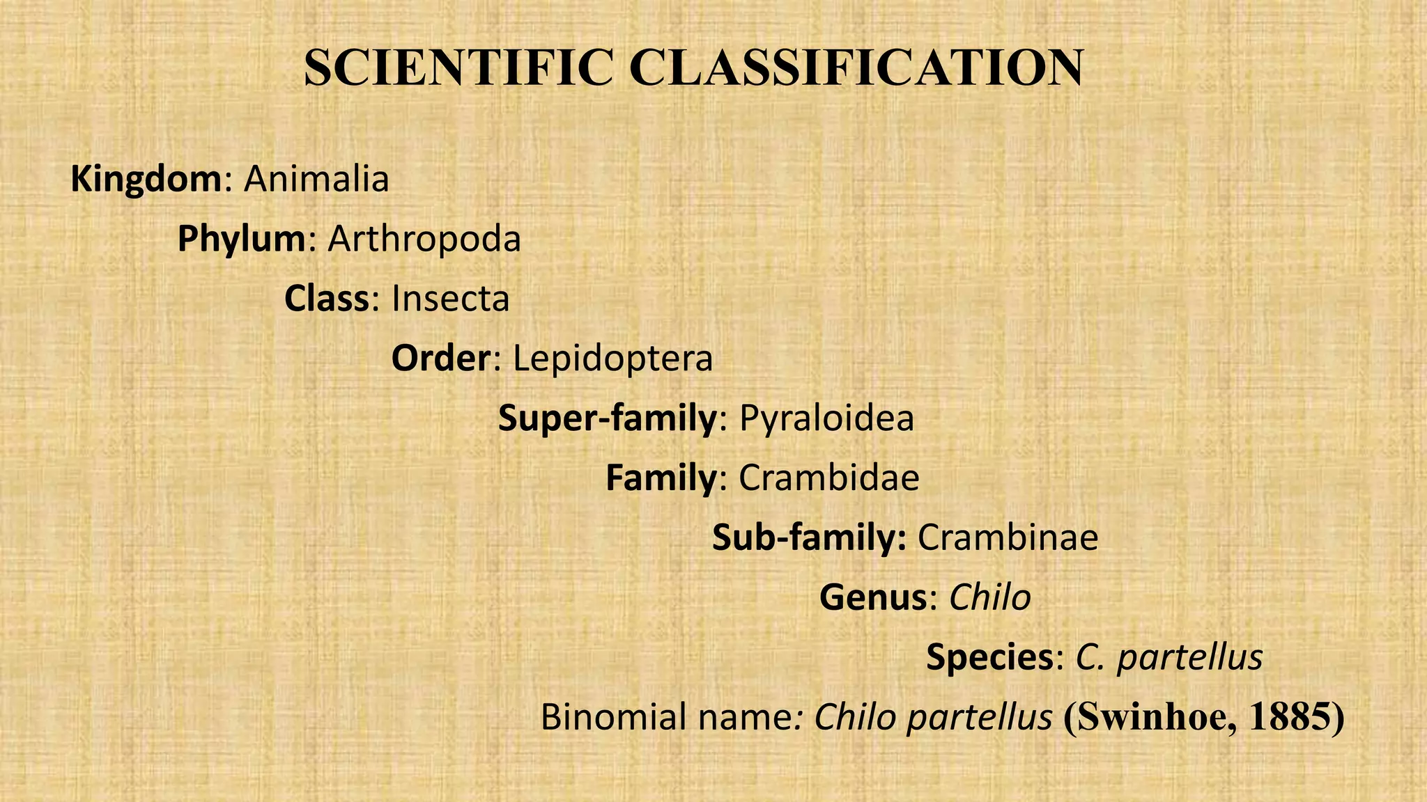 Maize stem borer (Chilo partellus) | PPTX