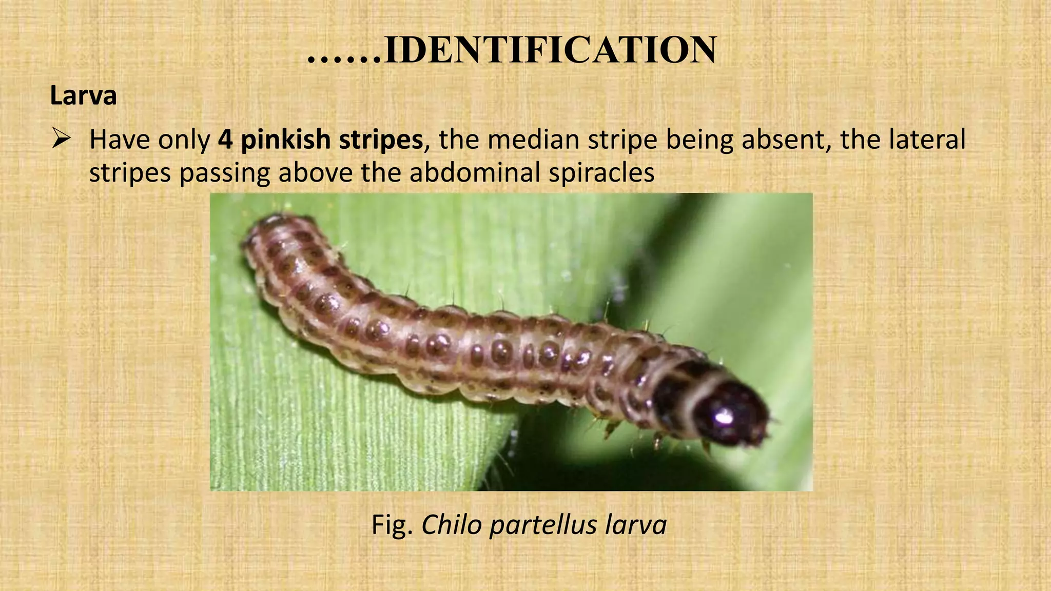 Maize stem borer (Chilo partellus) | PPTX