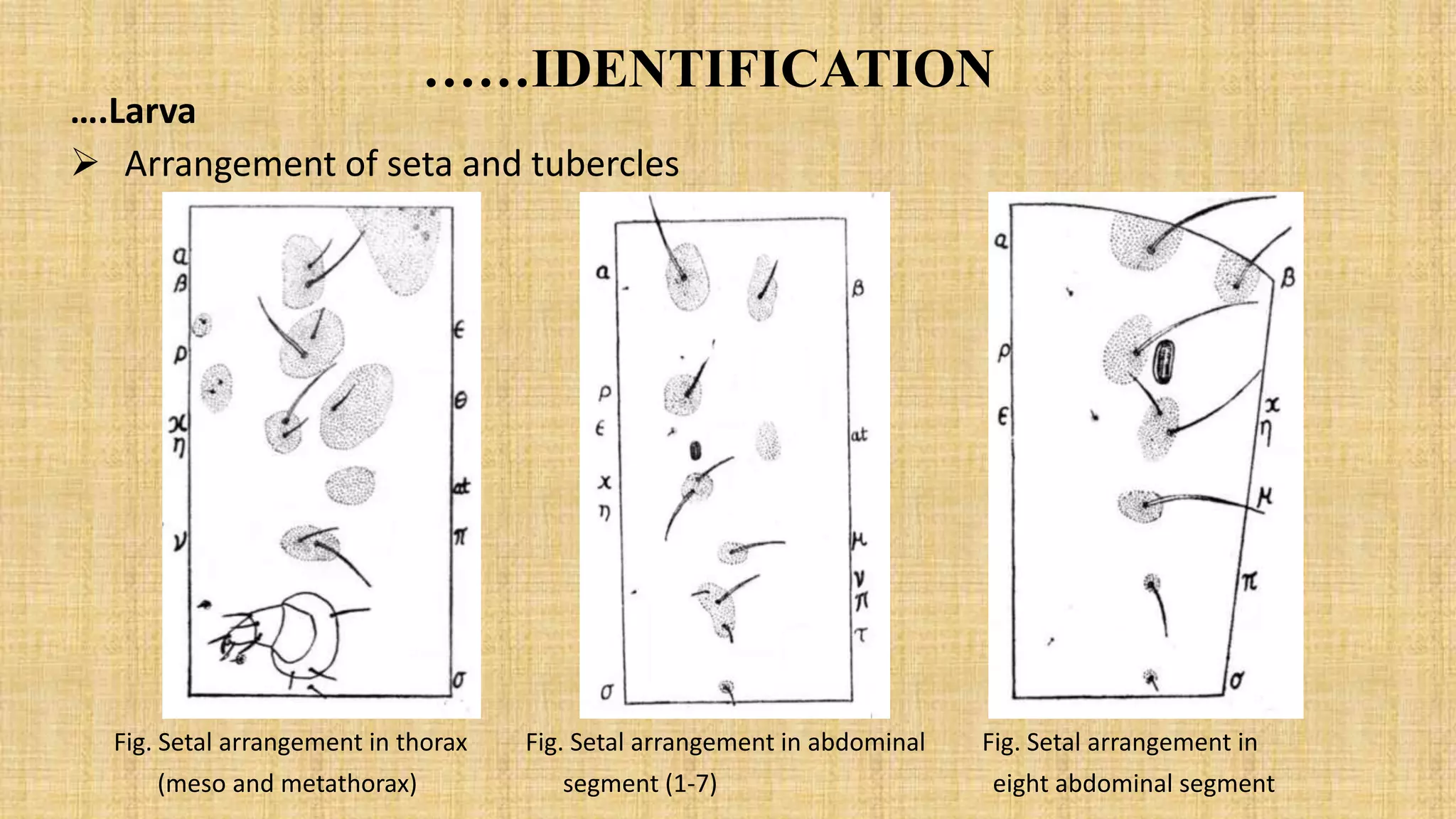 Maize stem borer (Chilo partellus) | PPTX