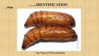 Maize stem borer (Chilo partellus) | PPTX