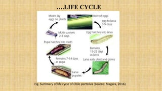 Maize stem borer (Chilo partellus) | PPTX