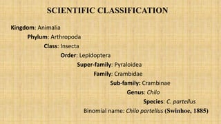 Maize stem borer (Chilo partellus) | PPTX