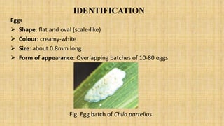 Maize stem borer (Chilo partellus) | PPTX