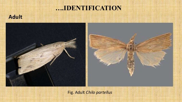 Maize stem borer (Chilo partellus)