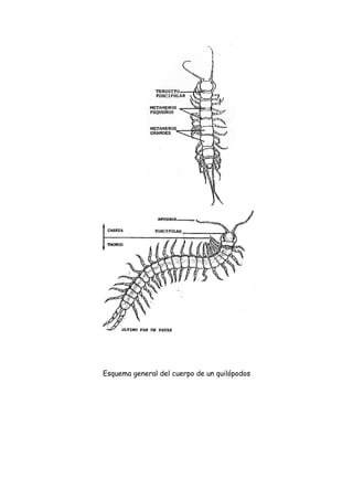 Chilopoda | PDF