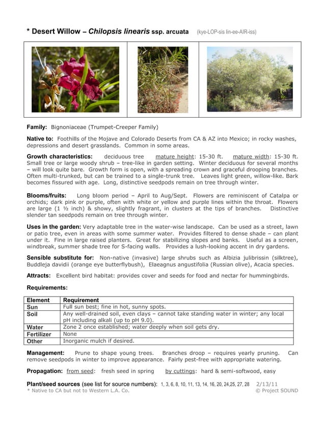 Chilopsis linearis | PDF | Free Download