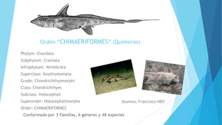Peces: Orden Chimaeriformes (Quimeras) | PPTX